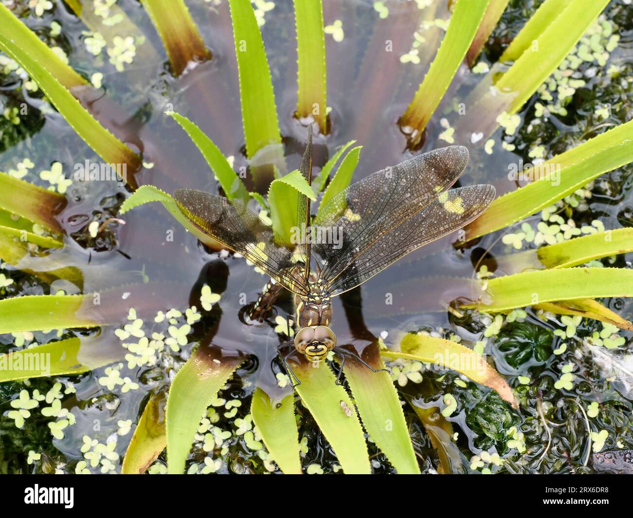 Common Hawker Dragonfly (Aesha juncea) female egg laying in water ...