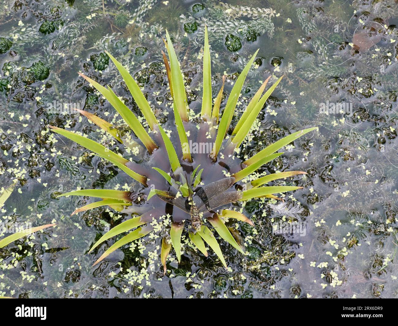 Common Hawker Dragonfly (Aeshna juncea) female egg laying in water ...