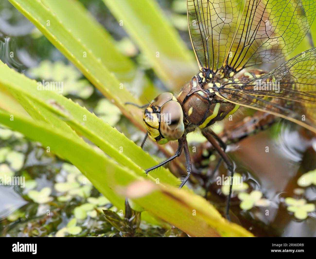 Common Hawker Dragonfly (Aeshna juncea) female egg laying in water ...