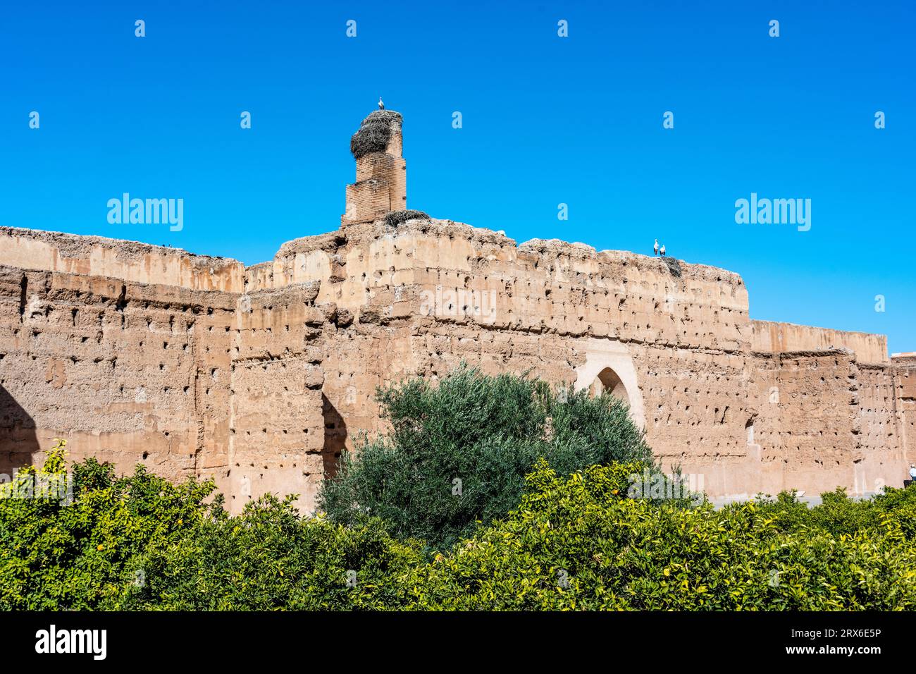 Morocco, Marrakesh-Safi, Marrakesh, Trees along exterior walls of El ...