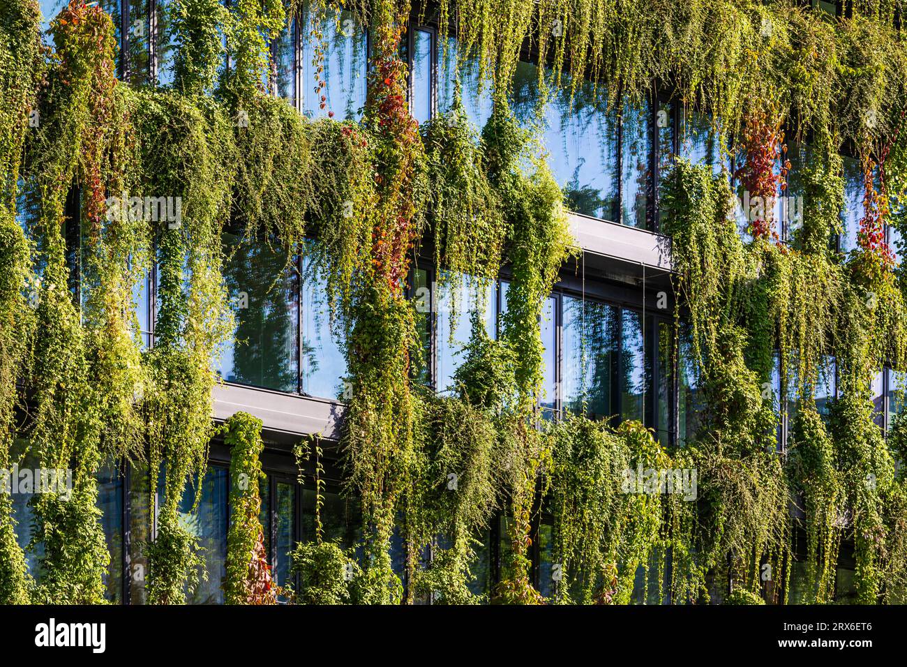 Germany, Baden-Wurttemberg, Stuttgart, Overgrown facade of office ...