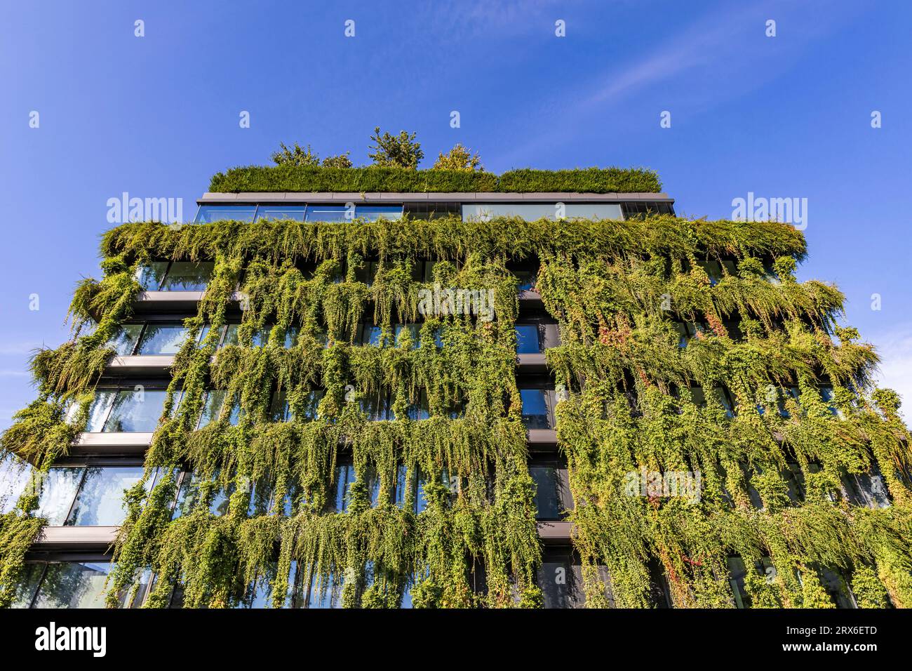 Germany, Baden-Wurttemberg, Stuttgart, Overgrown facade of office ...