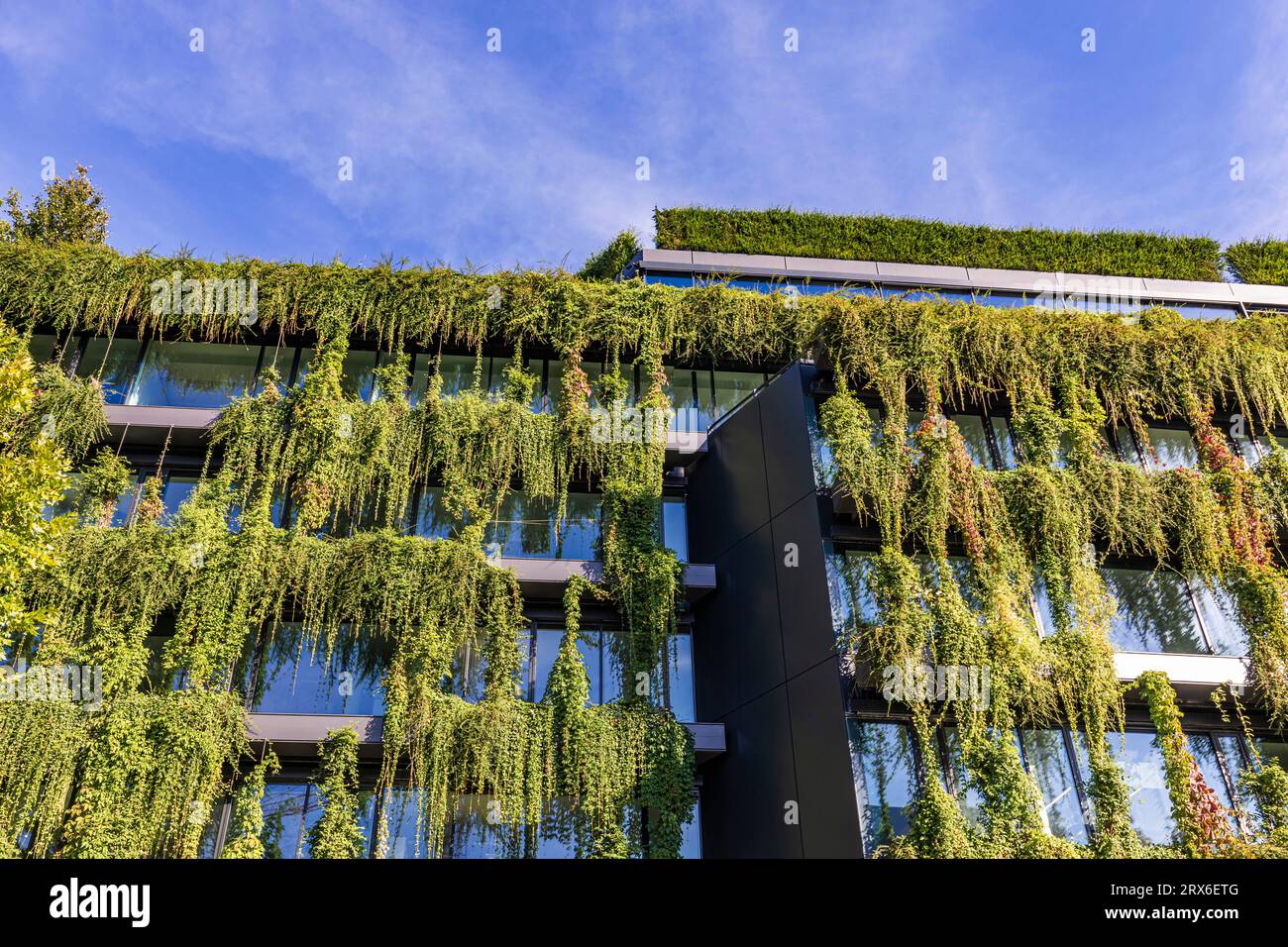 Germany, Baden-Wurttemberg, Stuttgart, Overgrown facade of office ...