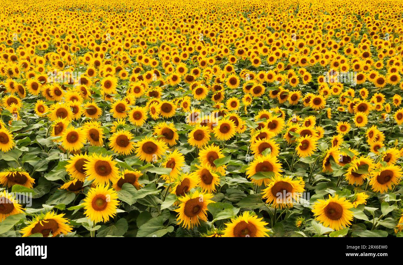 Aerial photography sunflower field field hi-res stock photography and ...