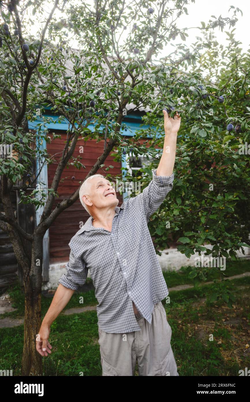 Senior picking fruits from tree hi-res stock photography and images - Alamy