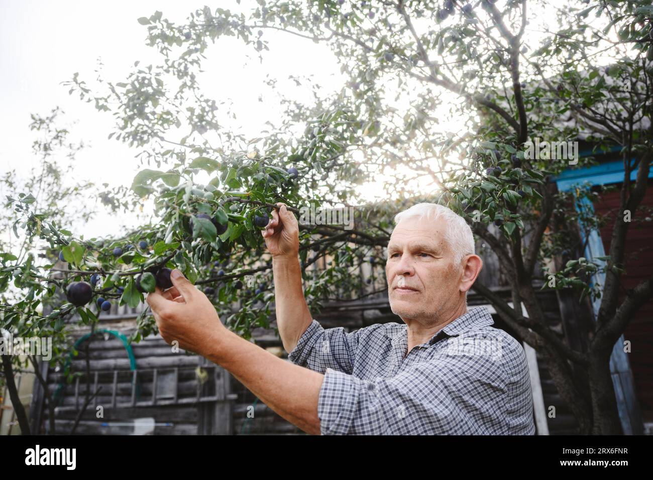 Senior picking fruits from tree hi-res stock photography and images - Alamy