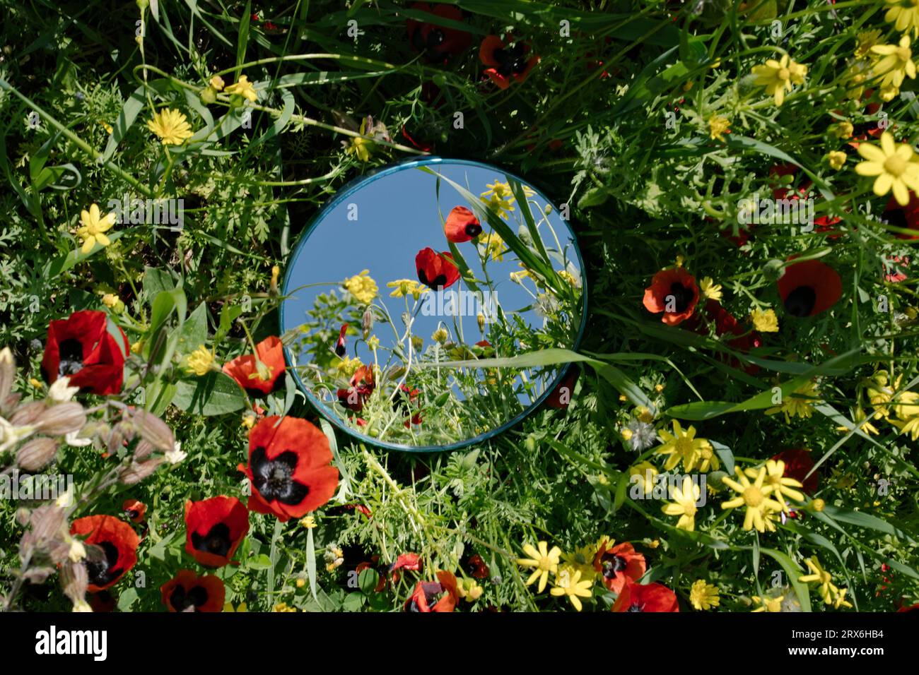 Mirror amidst poppy flowers in field Stock Photo - Alamy