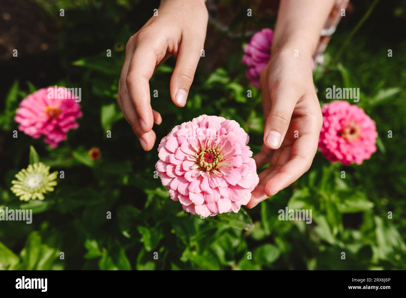 Touching hands in sunlight hi-res stock photography and images - Alamy