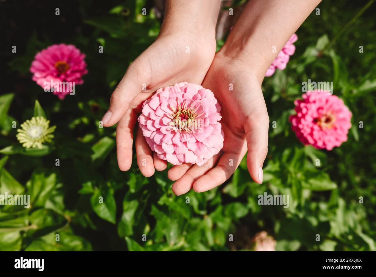 Hand holding flower hi-res stock photography and images - Alamy
