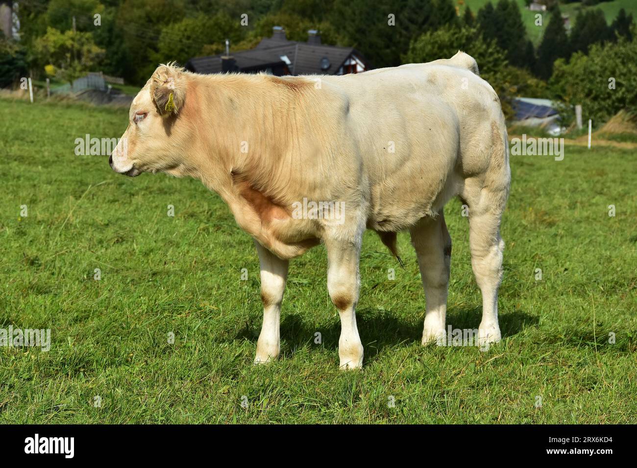 Cattle, cows, and calves and a beautiful life on a pasture Stock Photo ...