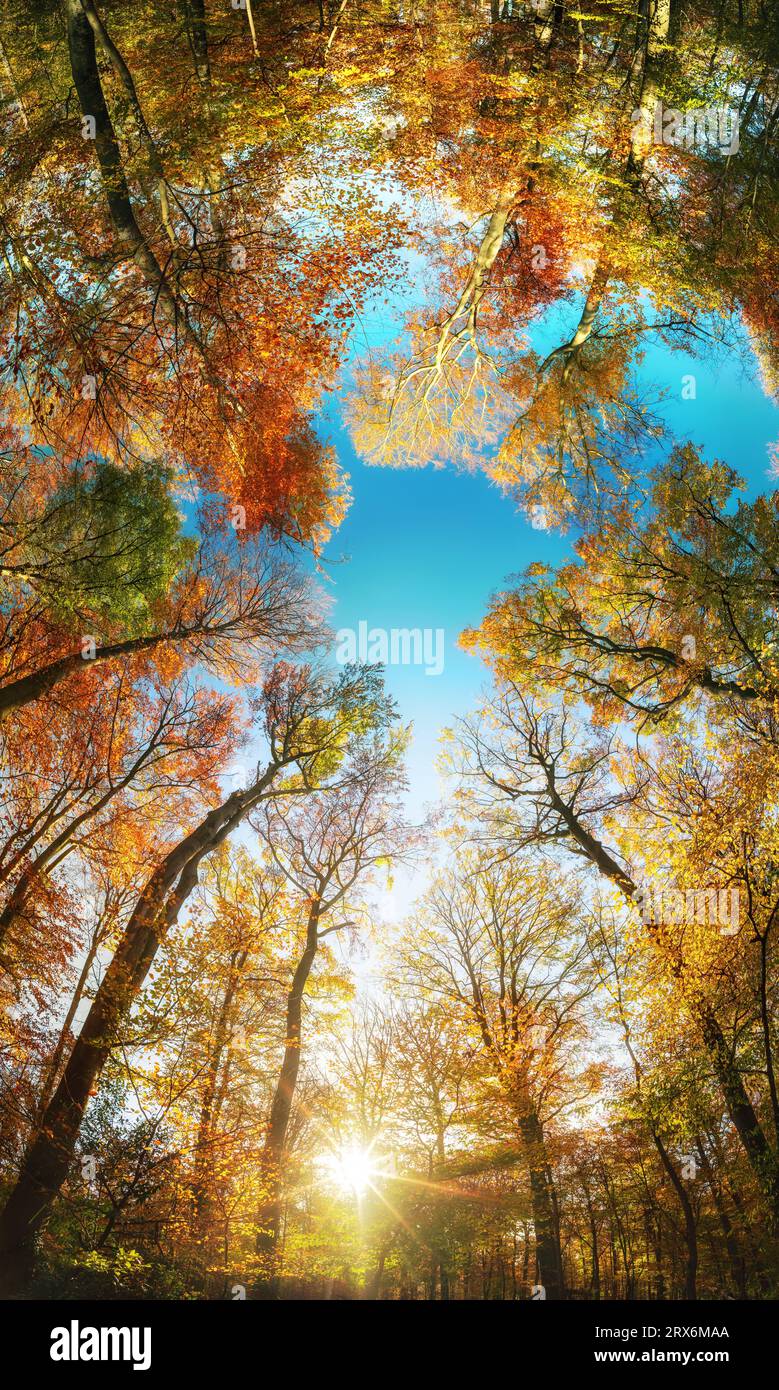 Gorgeous canopy vertical panorama. Treetops in a colorful forest in ...