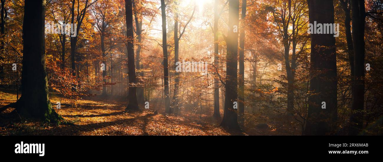 Sunshine in the woods hi-res stock photography and images - Alamy