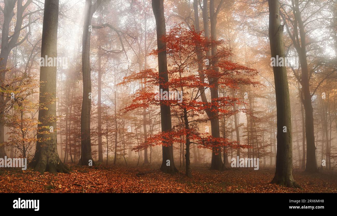 Red tree standing out in a dreamy scene in a foggy autumn forest, with ...