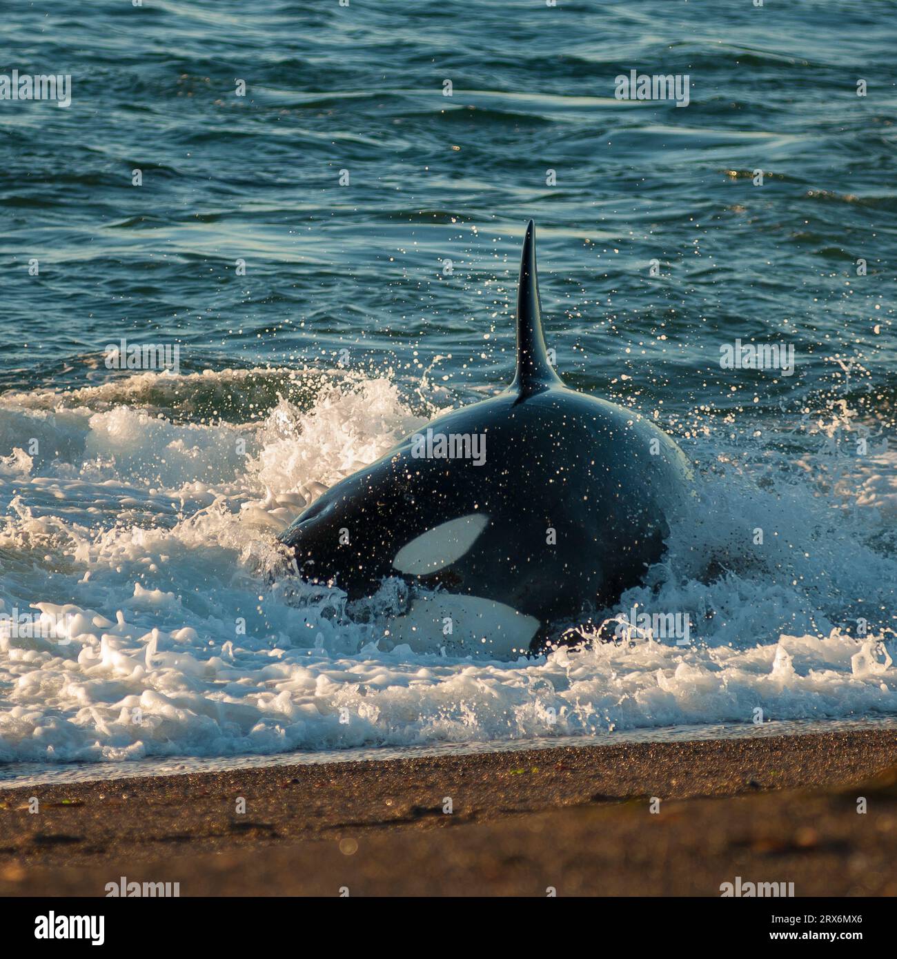Killer whale stranding, Peninsula Valdes, Chubut Province, Patagonia ...