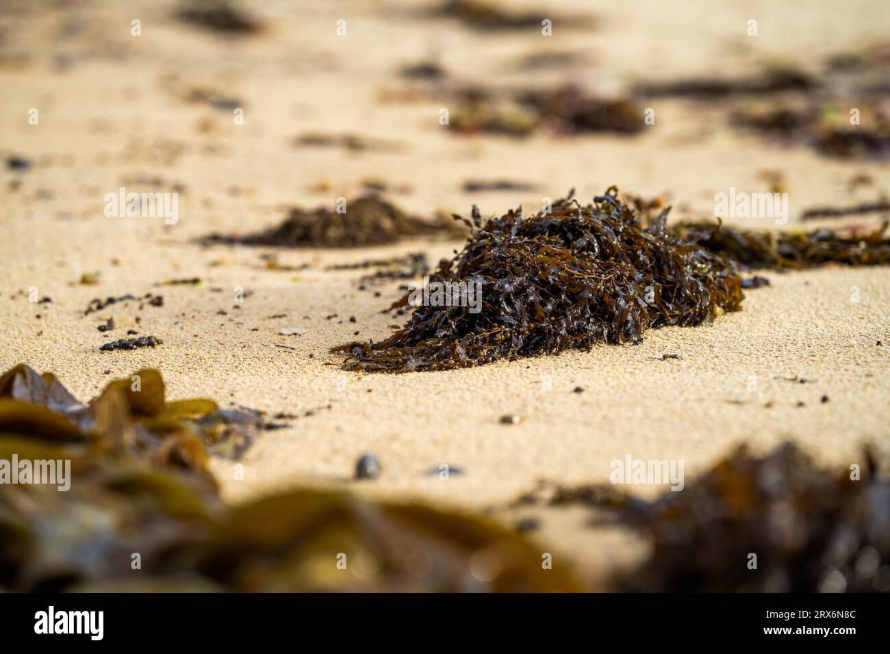 Seaweed and bull kelp growing on rocks in the ocean in australia. Waves ...