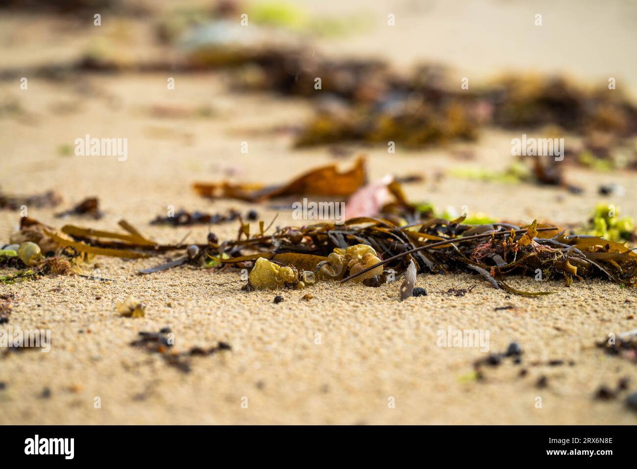 Seaweed and bull kelp growing on rocks in the ocean in australia. Waves ...