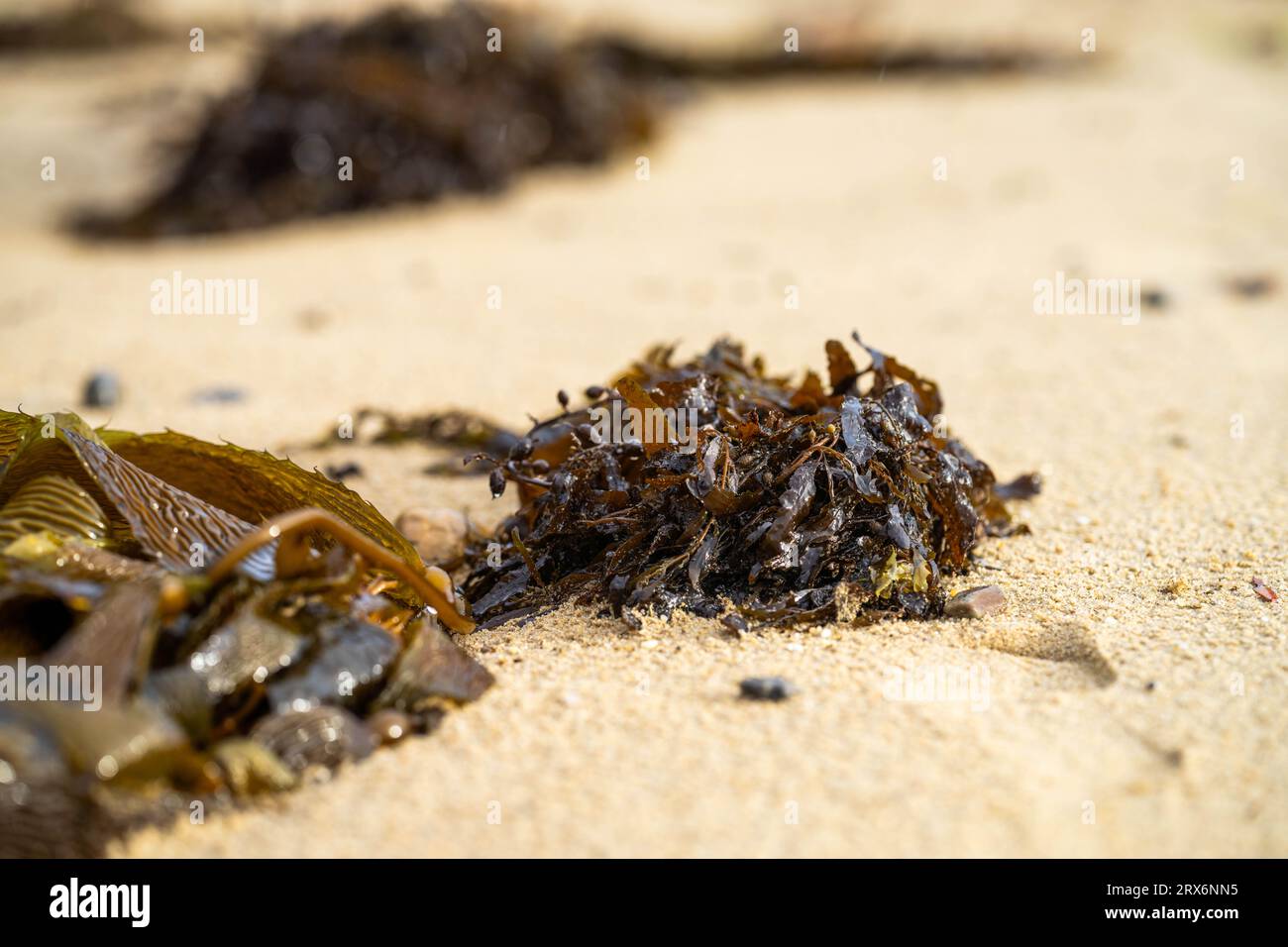 seaweed on beach in australia Stock Photo - Alamy