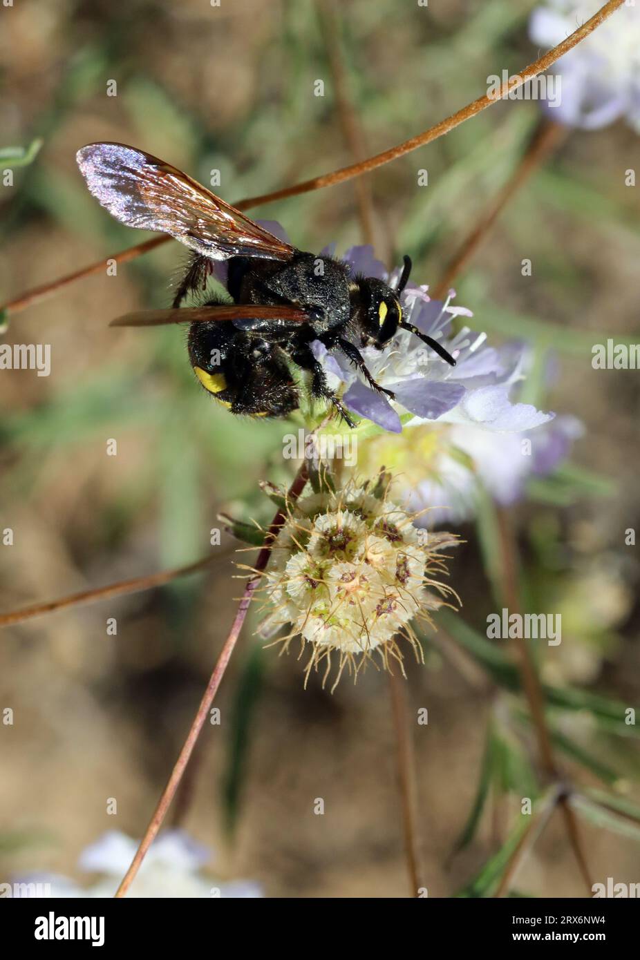 very dangerous flying insect from the Hymenoptera families which is ...