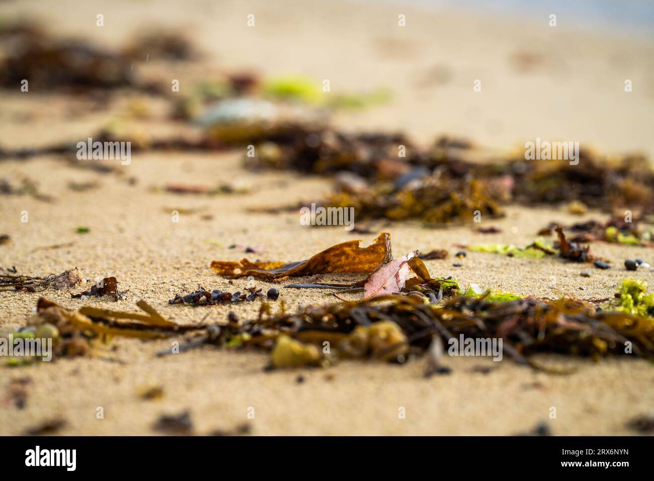 Seaweed and bull kelp growing on rocks in the ocean in australia. Waves ...