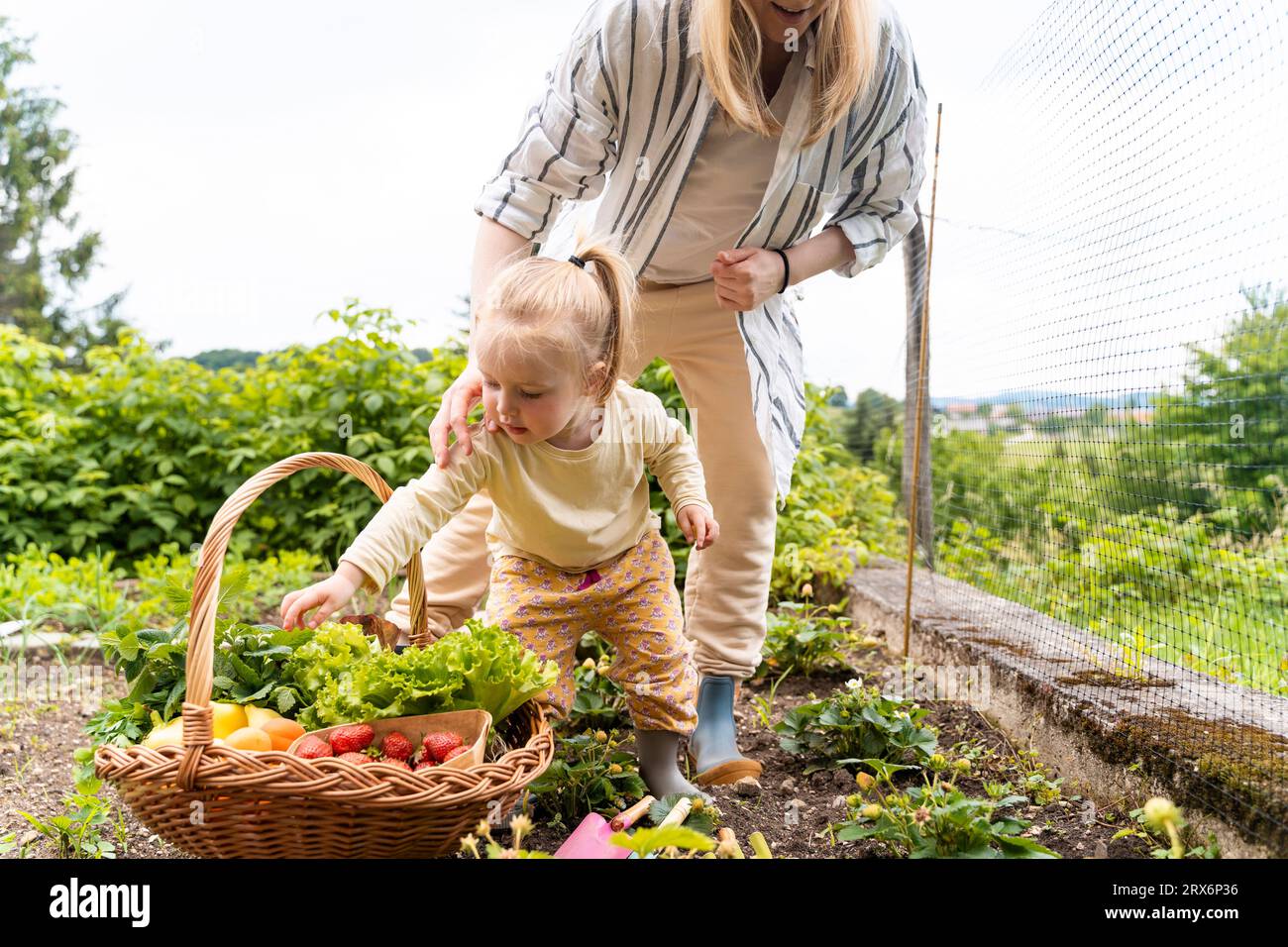 Mother and daughter harvesting fresh vegetables and fruits from garden ...