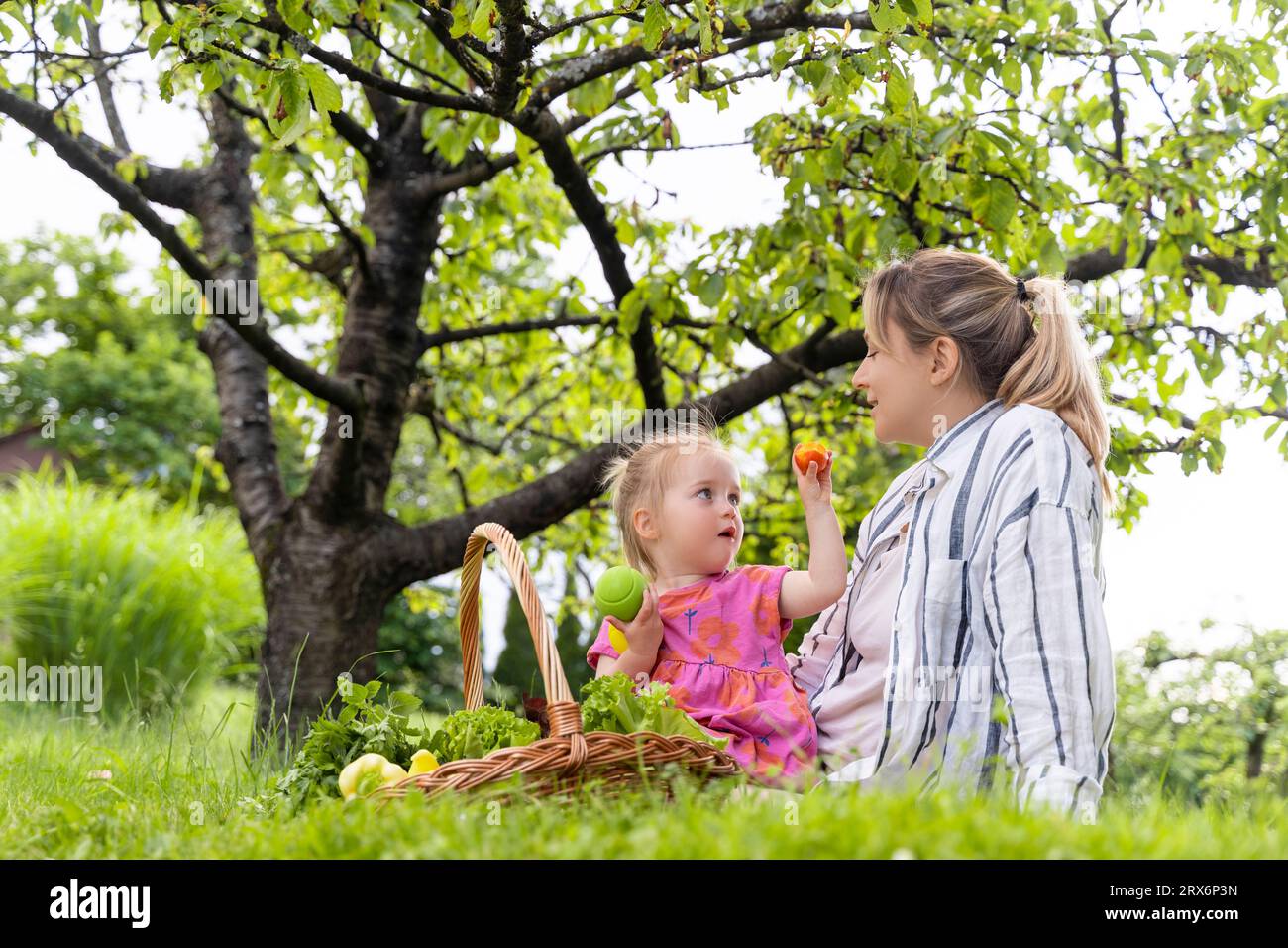 Girl showing apricot fruit to mother sitting on grass in garden Stock ...