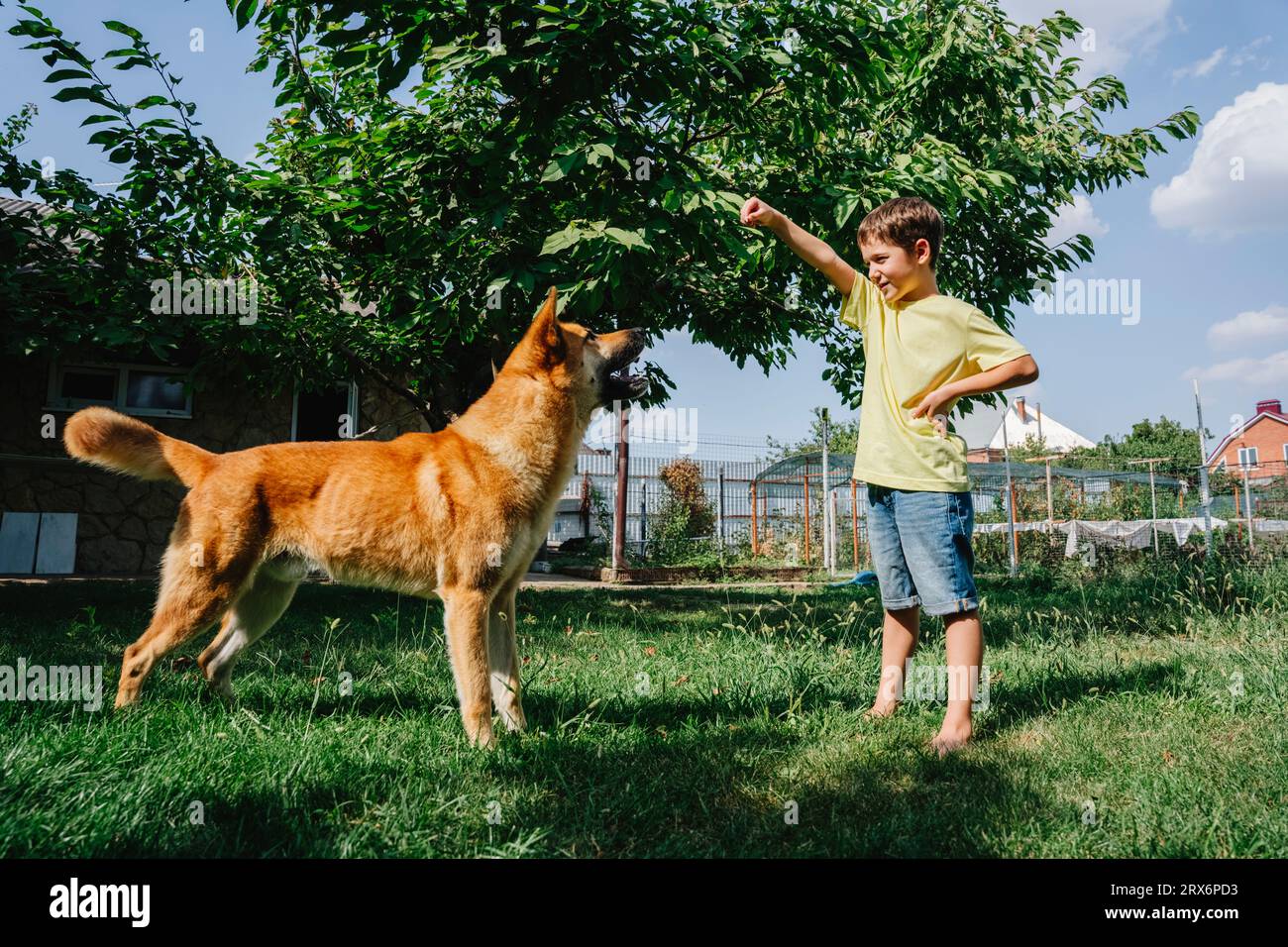 Happy boy playing with dog in back yard Stock Photo - Alamy