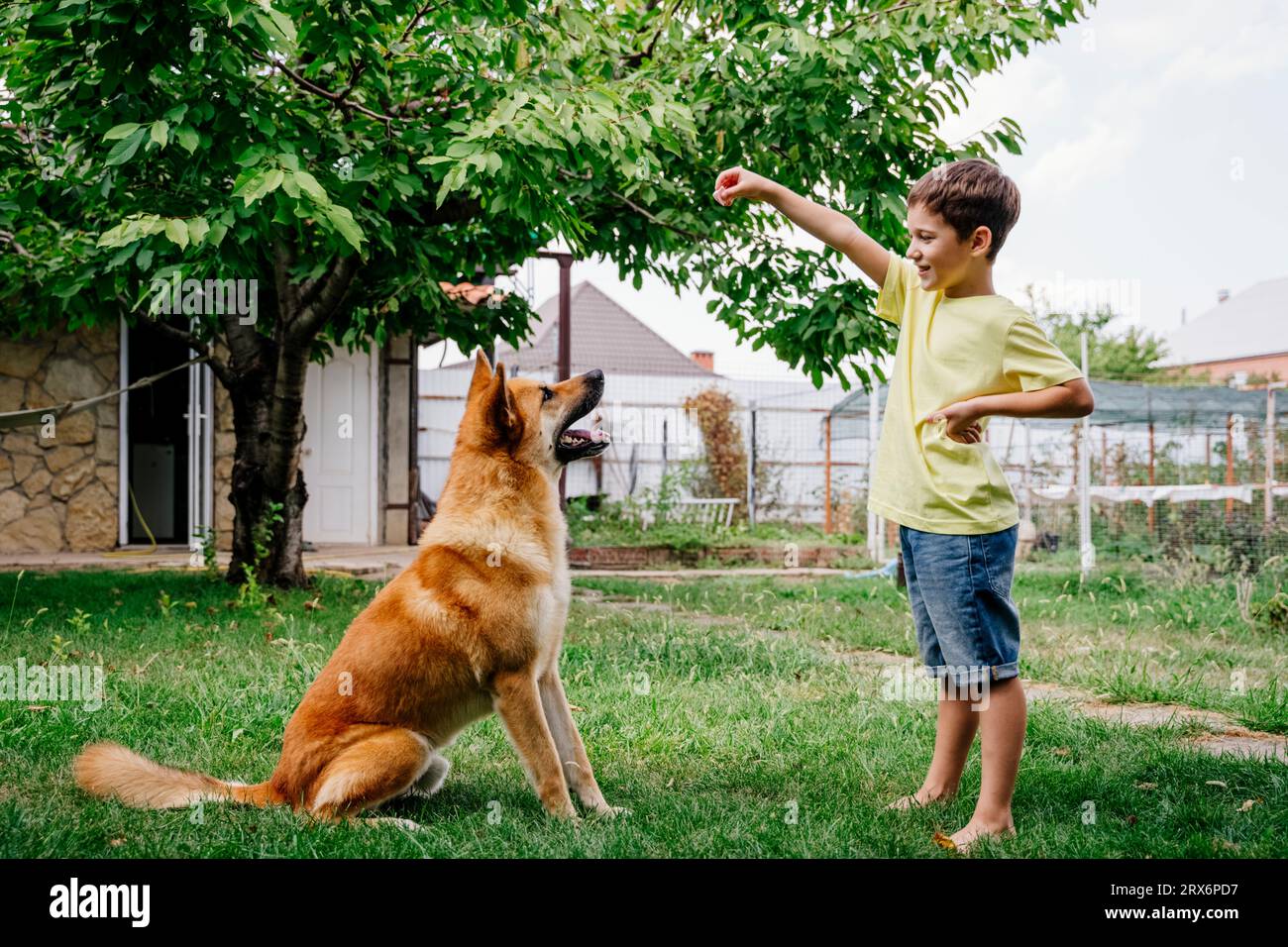 Happy boy giving treat to dog in back yard Stock Photo - Alamy