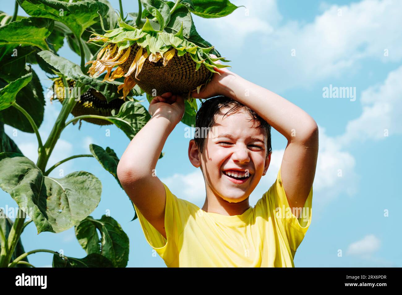 Boy with sunflower hi-res stock photography and images - Alamy