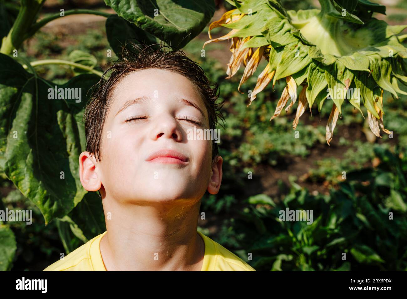 Flower under sunlight hi-res stock photography and images - Alamy