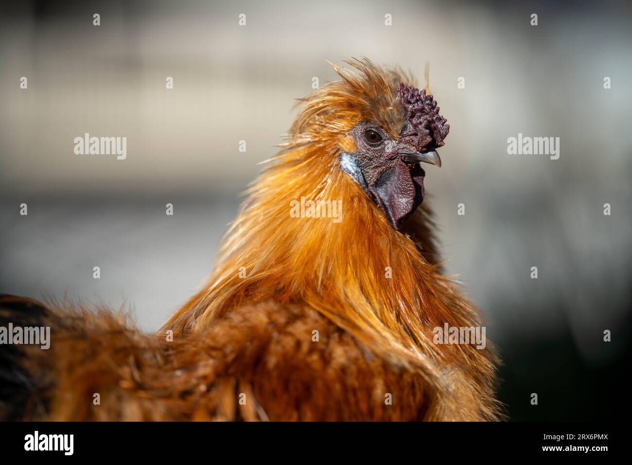 Poultry farm australia hi-res stock photography and images - Alamy