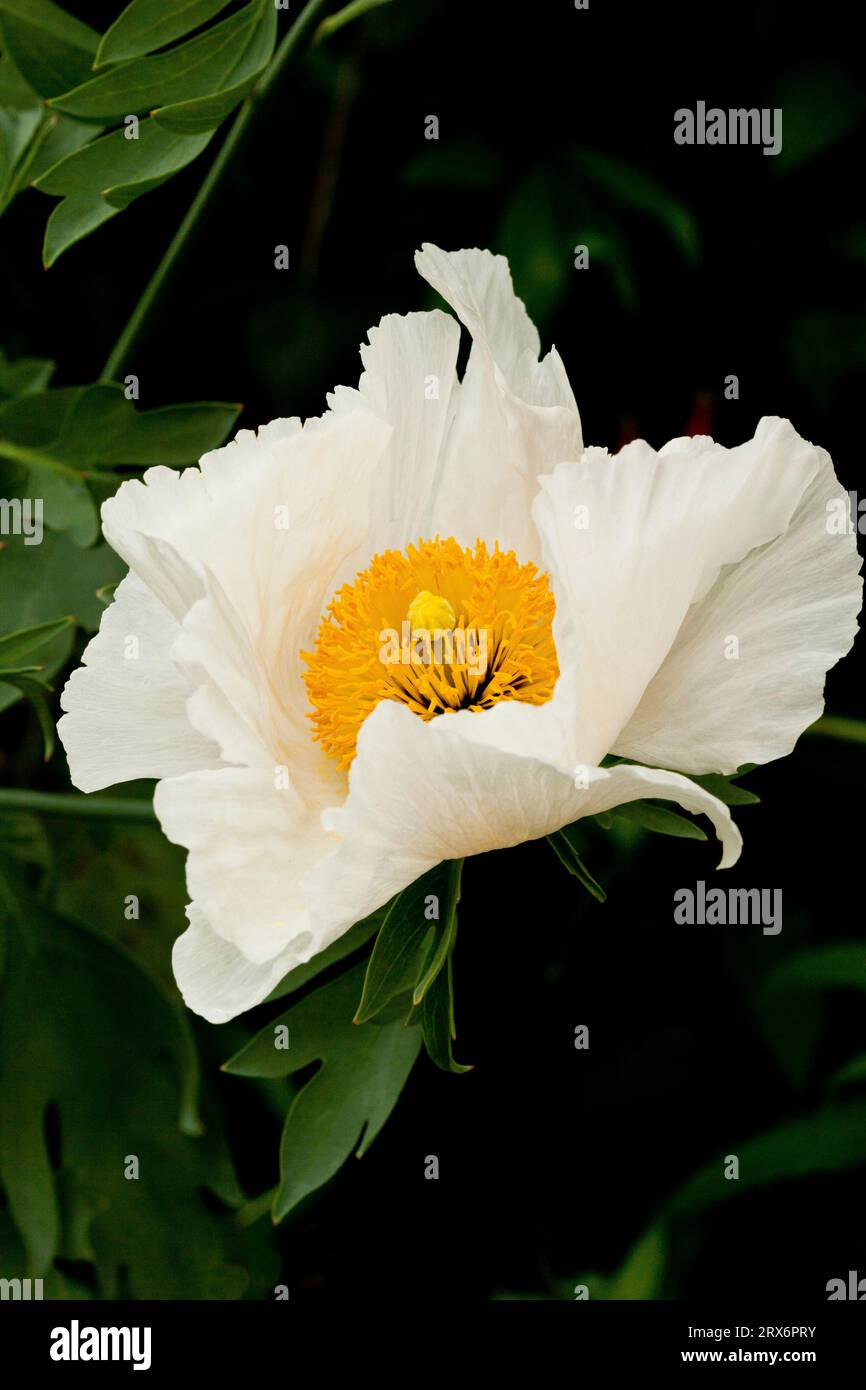 Giant white californian poppy hi-res stock photography and images - Alamy
