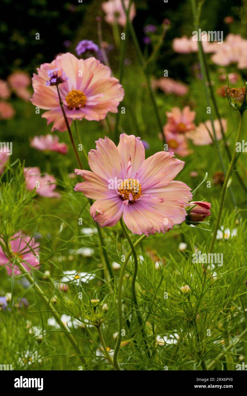 Tall stalk pink flowers hi-res stock photography and images - Alamy