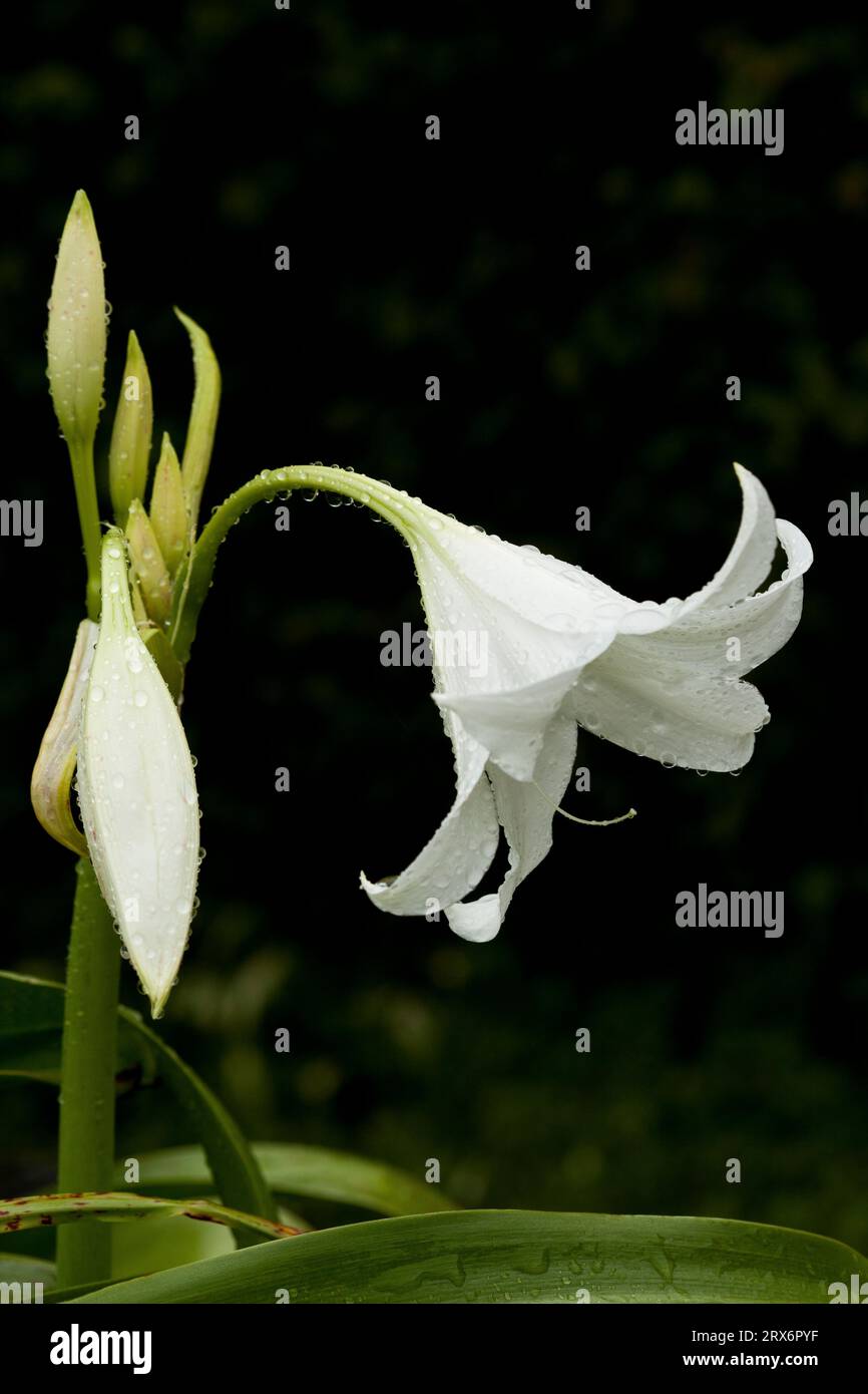 Lily flowers on dark hi-res stock photography and images - Alamy