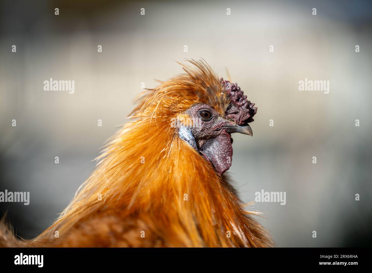 Poultry farm australia hi-res stock photography and images - Alamy