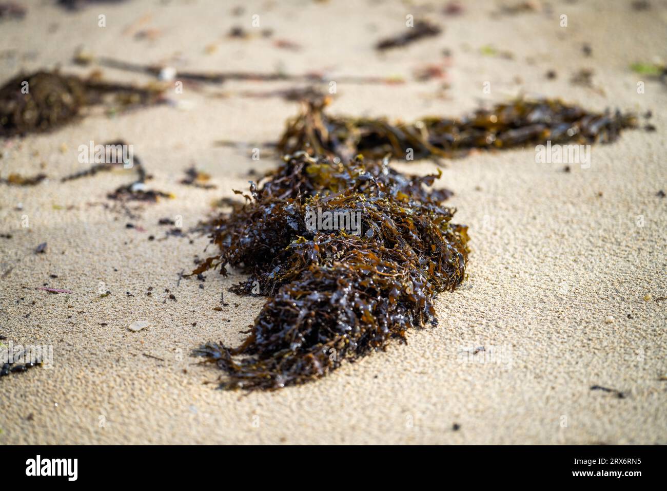 seaweed on beach in australia Stock Photo - Alamy
