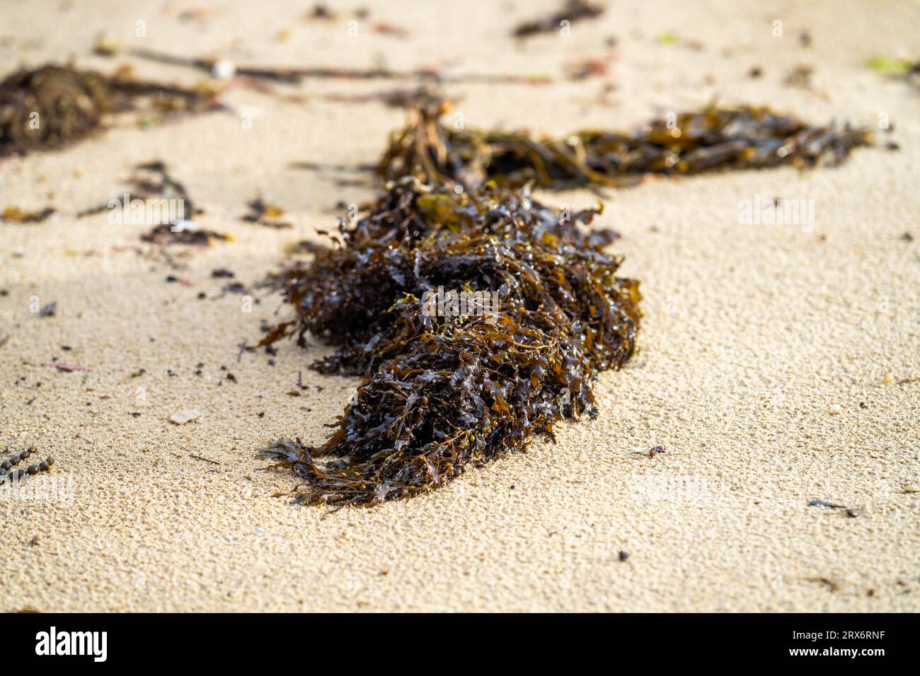 Seaweed and bull kelp growing on rocks in the ocean in australia. Waves ...
