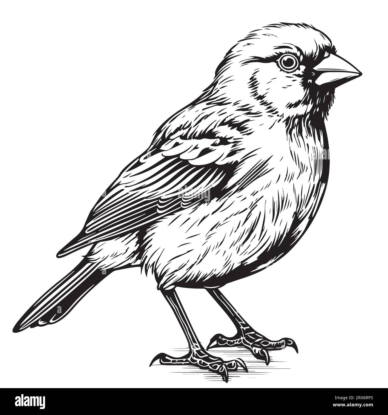 Cute canary bird hand drawn sketch .Vector Stock Vector Image & Art - Alamy