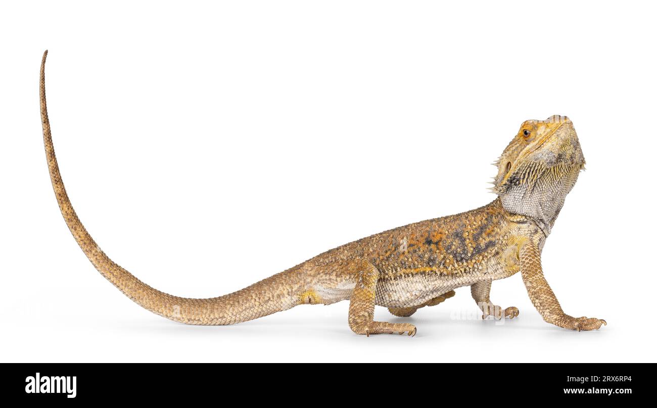 Yellow Bearded Dragon standing side ways. Looking towards camera ...