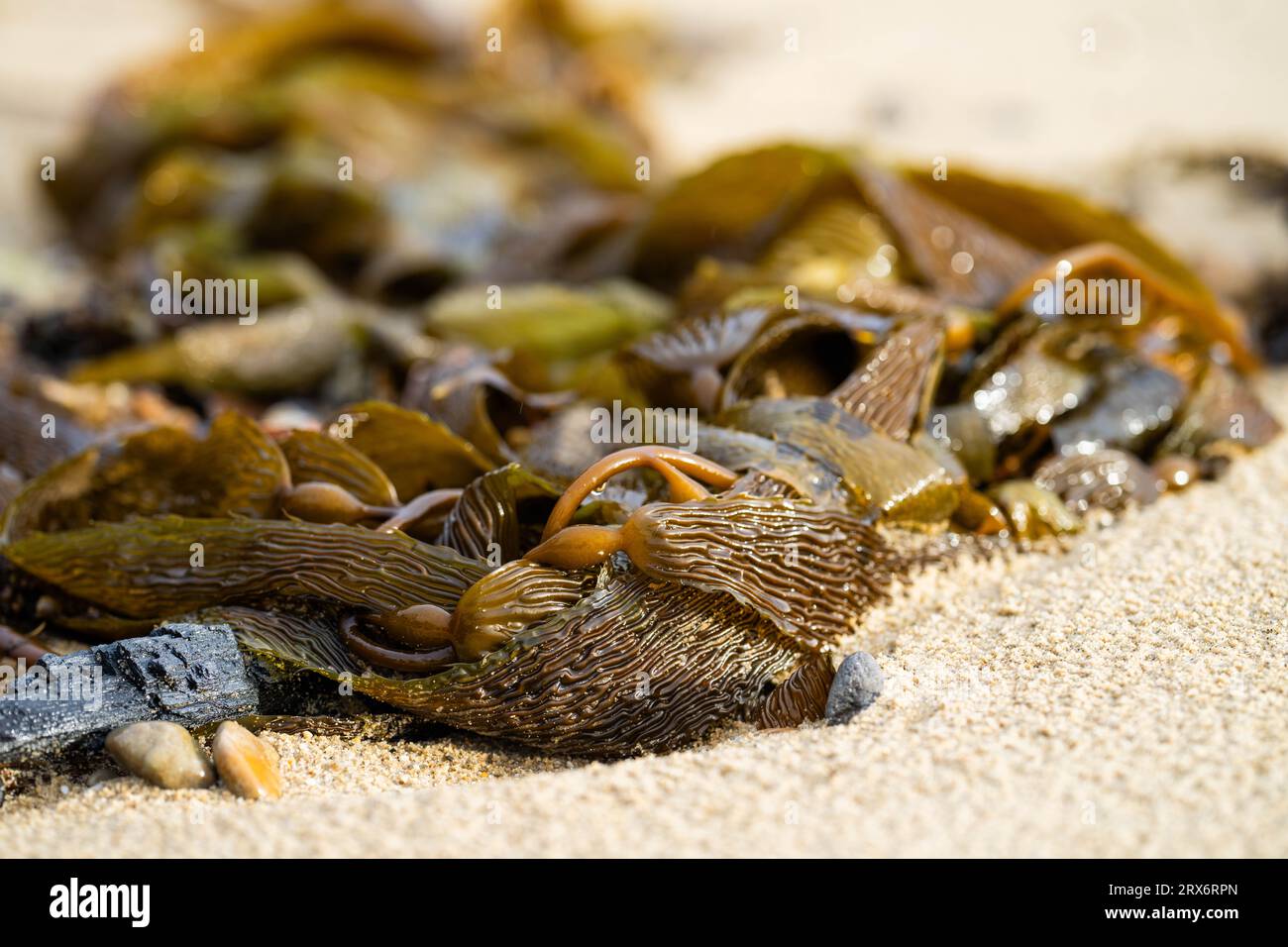 seaweed on beach in australia Stock Photo - Alamy