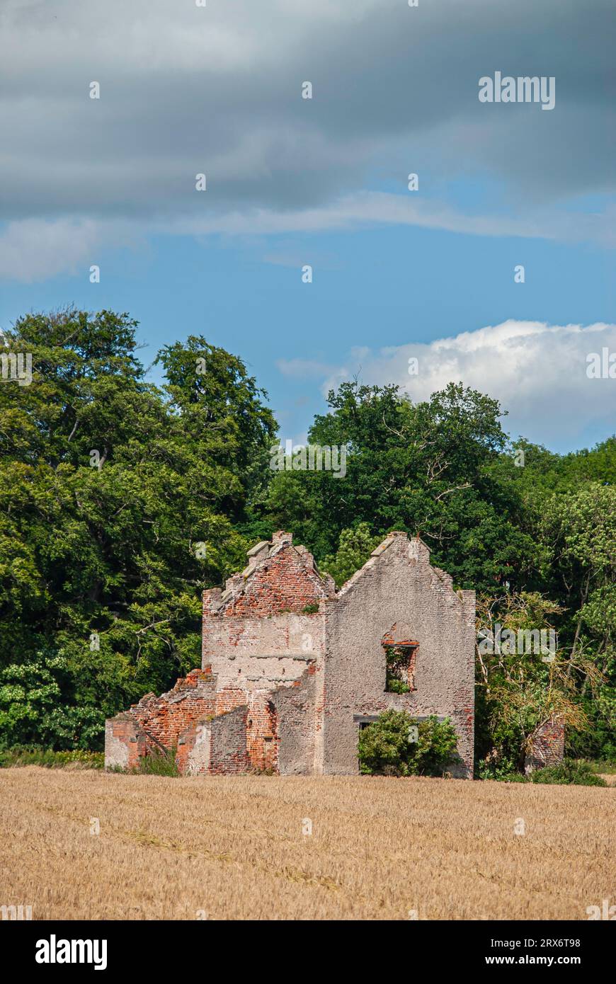 ruined, derelict building in a field of crops at the edge of a woodland ...