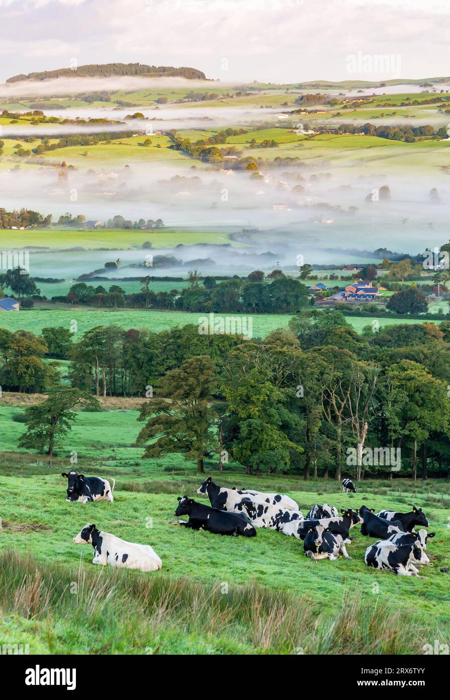 Longridge dairy hi-res stock photography and images - Alamy