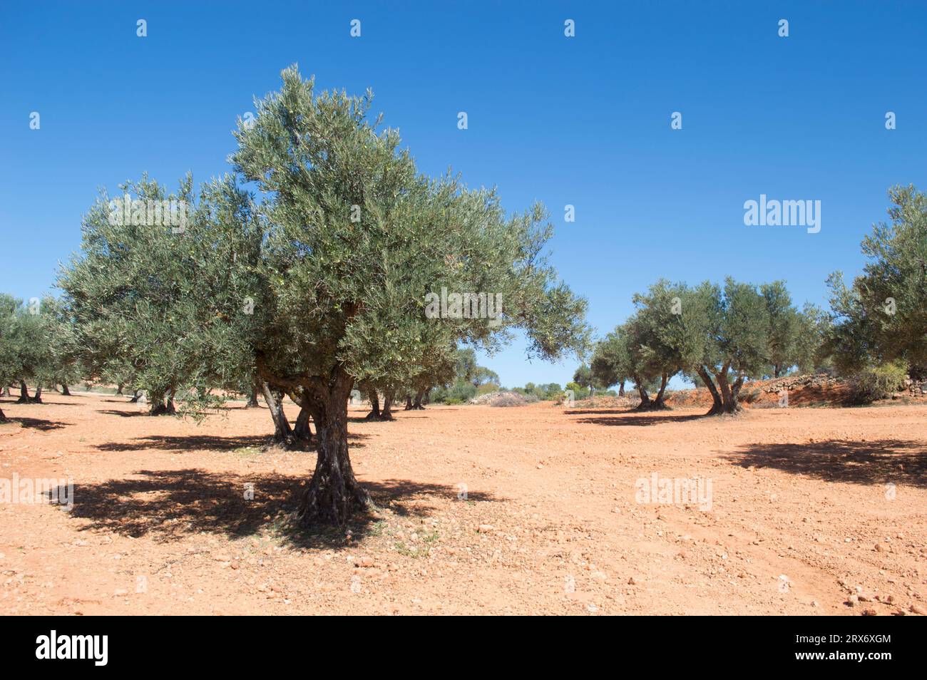 Cosecha de frutales hi-res stock photography and images - Alamy