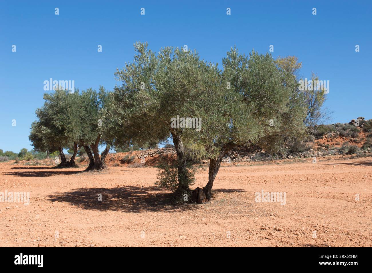 Cosecha de frutales hi-res stock photography and images - Alamy