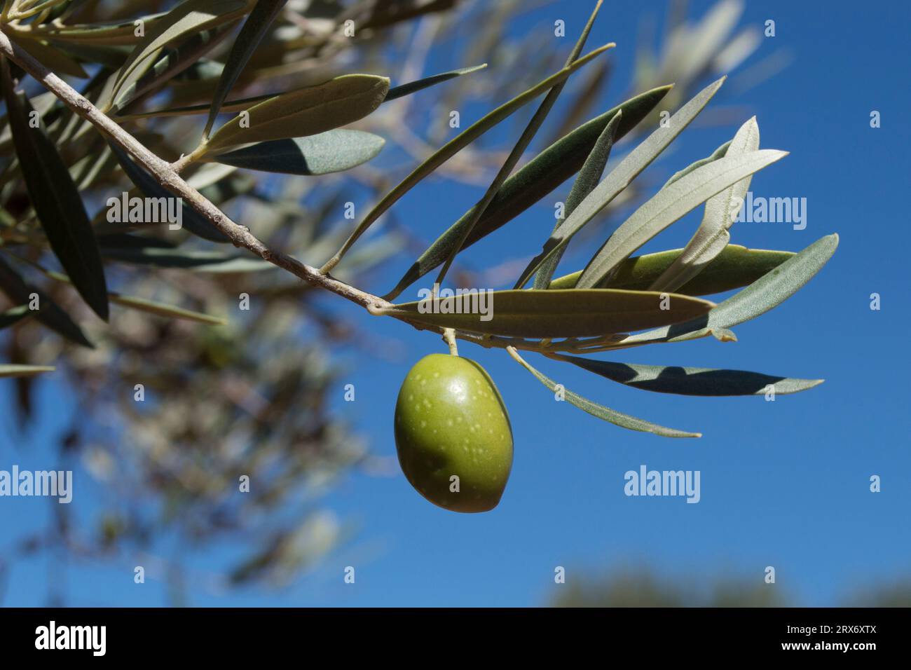 Aceitunas de fruta hi-res stock photography and images - Alamy