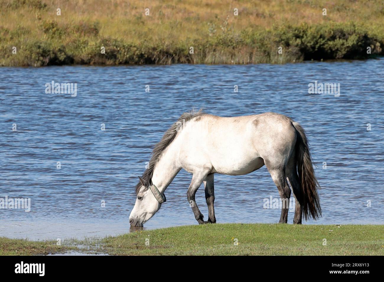 A white New Forest pony drinking water from Hatchet Pond near Beaulieu ...