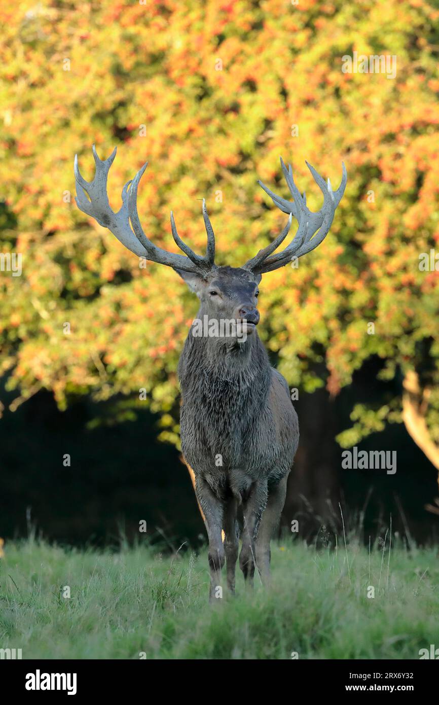 Large red deer stag with large antlers approaching the rut in the ...