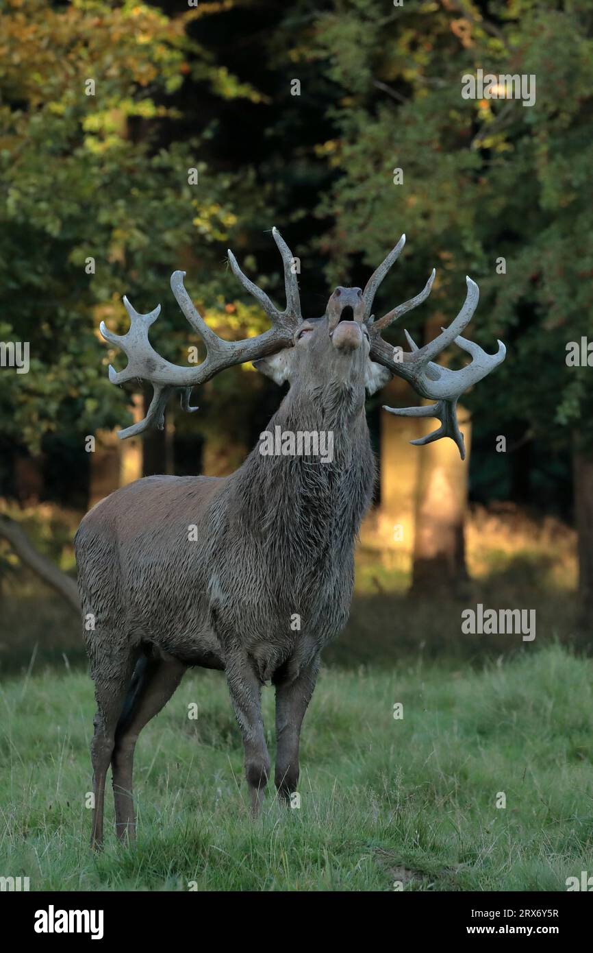 Large red deer stag (Cervus elaphus) with large antlers calling while ...