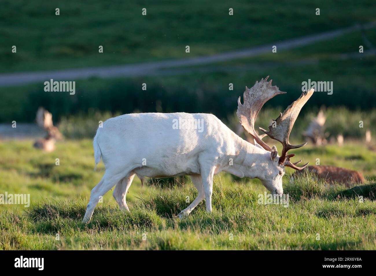 White albino fallow deer stag (Dama dama) with large antlers ...