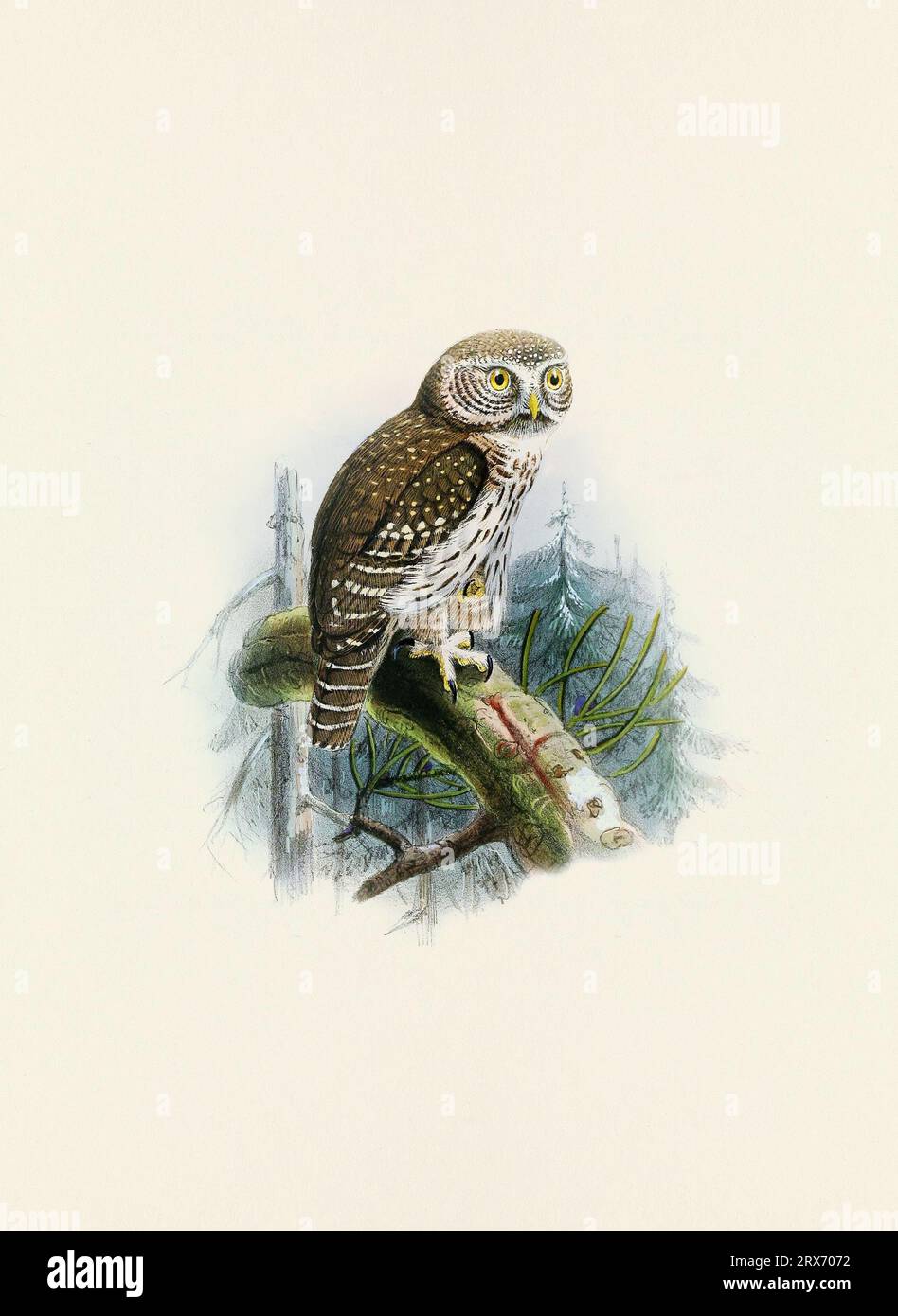Owl illustration. A beautiful digital artwork of classic birds. Vintage ...