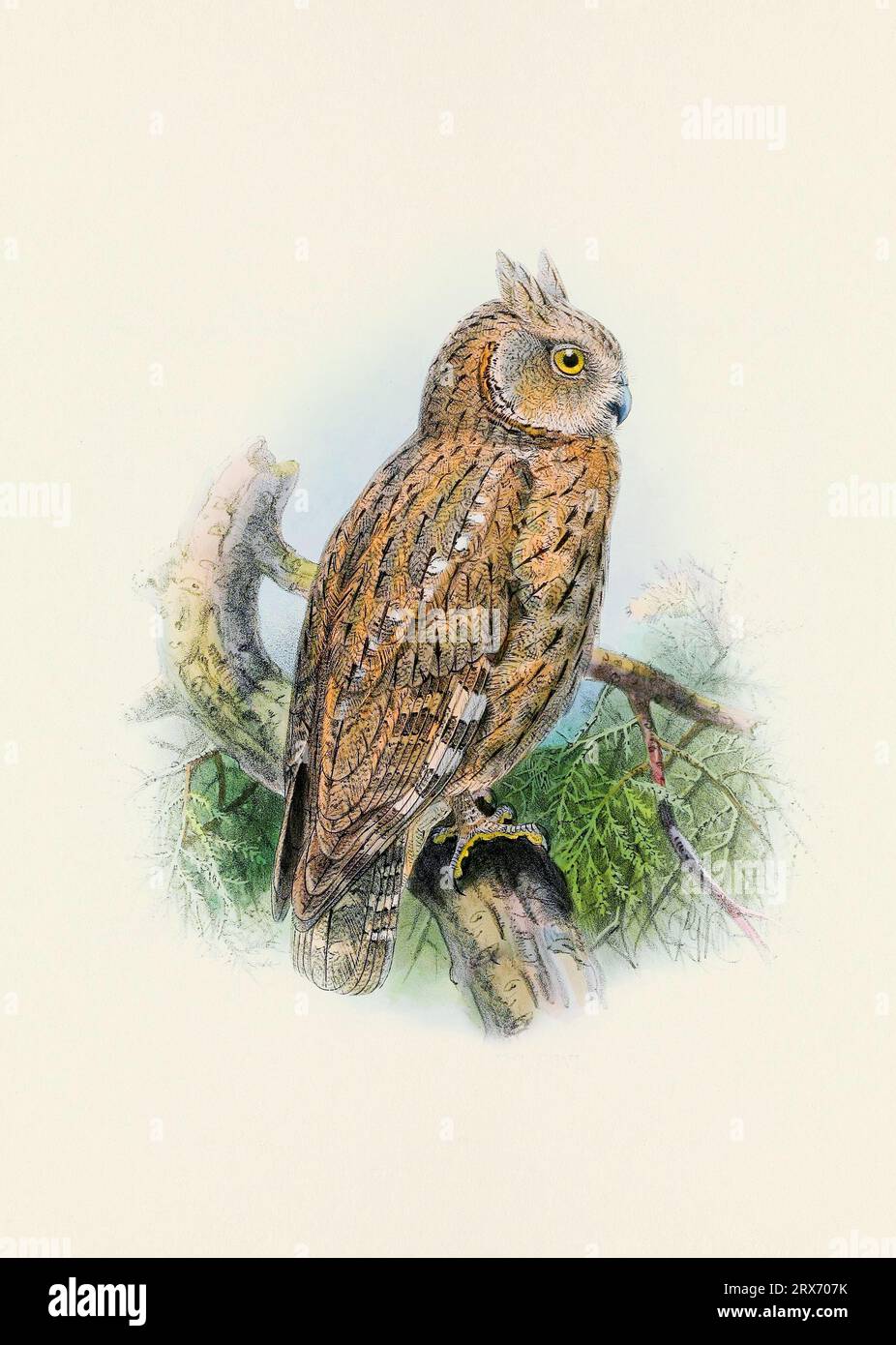 Owl illustration. A beautiful digital artwork of classic birds. Vintage ...